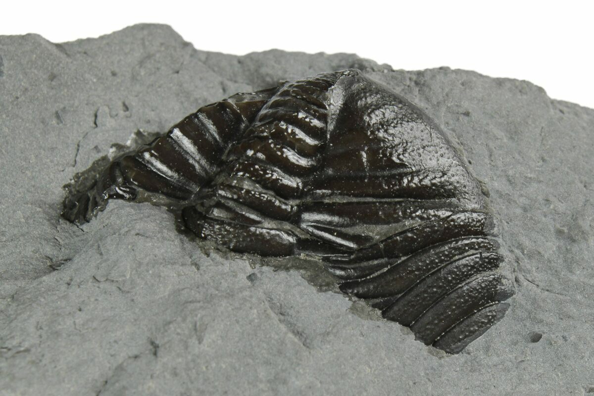 .61" Wide Eldredgeops Trilobite Fossil - Hamburg, New York (#191142 ...