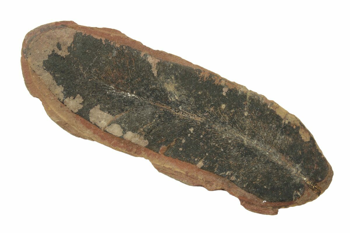 3.3" Neuropteris Fern Fossil - Mazon Creek (#106056) For Sale ...