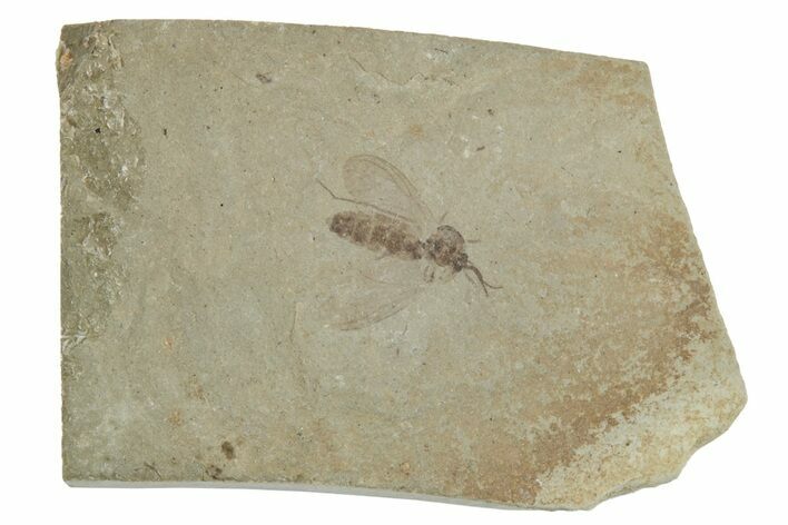 .25" Fossil March Fly (Plecia) - Green River Formation (#147830) For ...