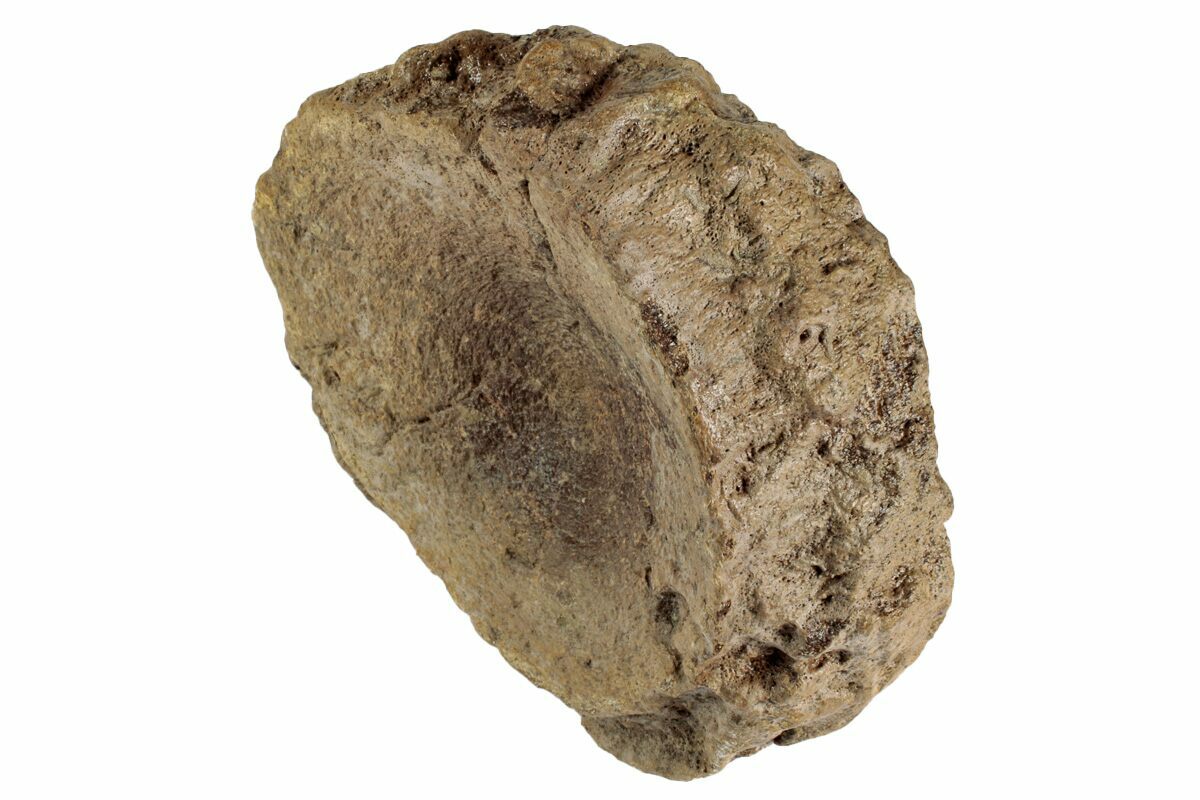 4.7" Fossil Ichthyosaur (Brachypterygius) Vertebra - England (#238914 ...