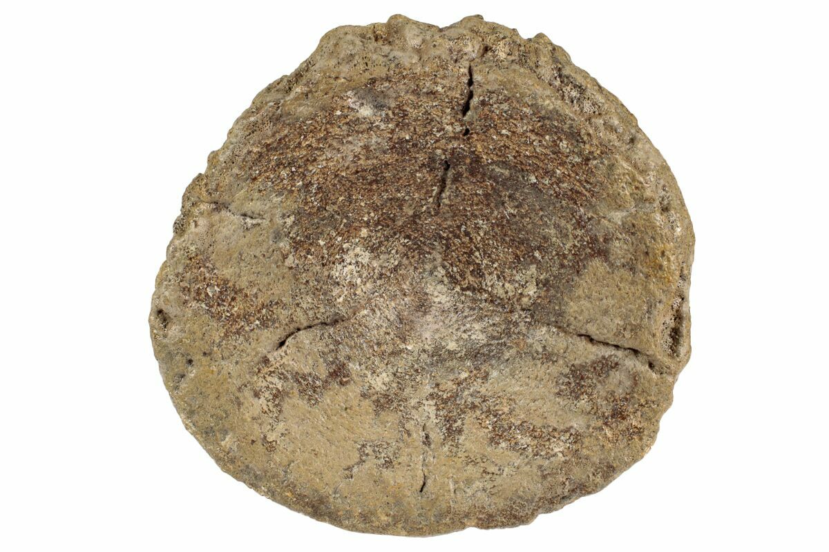 4.7" Fossil Ichthyosaur (Brachypterygius) Vertebra - England (#238914 ...