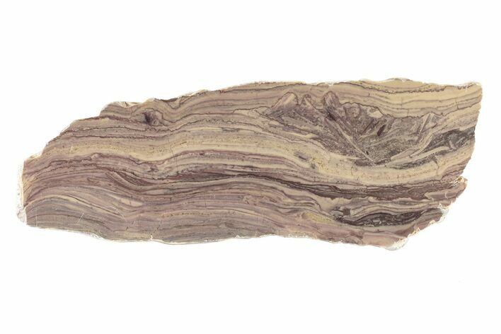 7.3" Polished Domal Stromatolite Slab - 1.1 Billion Years Old (#239933 ...