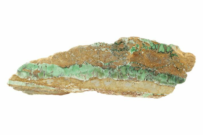 6" Polished Variscite Slab - Australia (#239899) For Sale - FossilEra.com