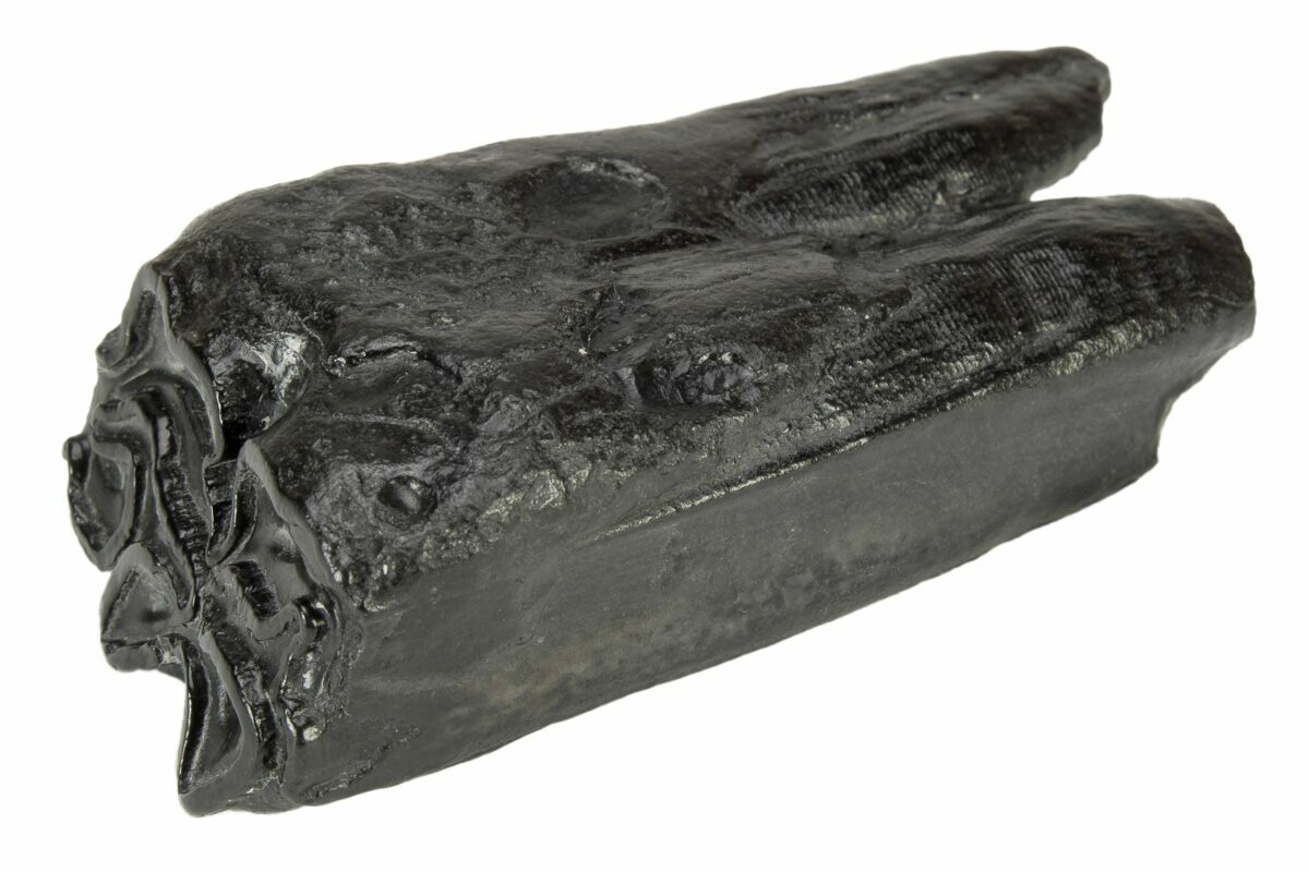 2.1" Pleistocene Aged Fossil Horse Tooth - South Carolina (#239802) For ...