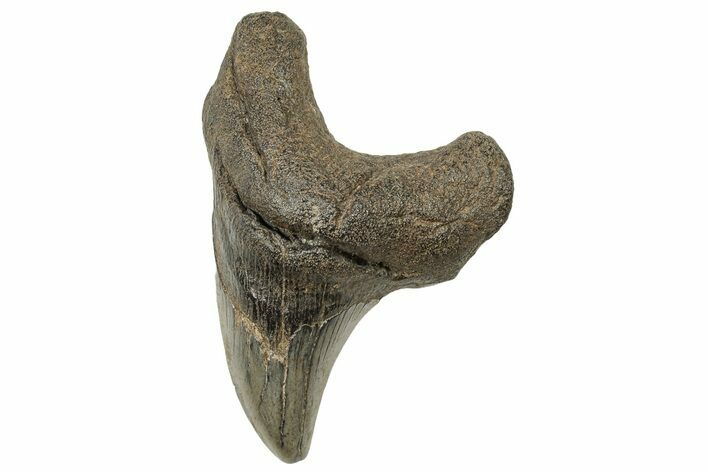 Rare, 2.57" Fossil Mackerel Shark (Parotodus) Tooth - South Carolina ...