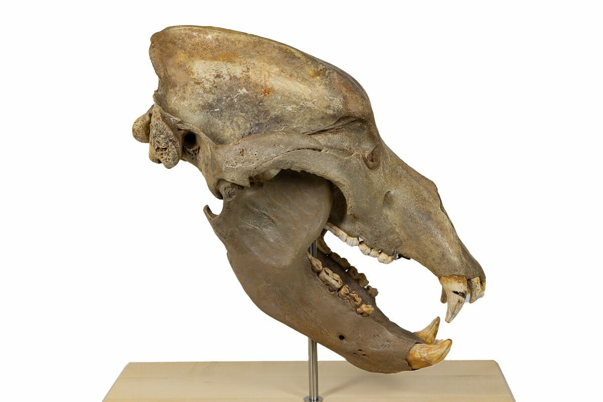 21 Fossil Cave Bear Ursus Spelaeus Skull Extremely Large 240205 21 Fossil Cave Bear Ursus Spelaeus Skull Extremely Large 240205