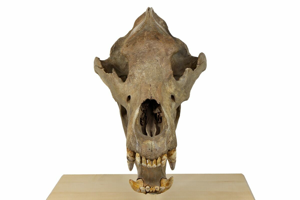 21 Fossil Cave Bear Ursus Spelaeus Skull Extremely Large 240205 21 Fossil Cave Bear Ursus Spelaeus Skull Extremely Large 240205