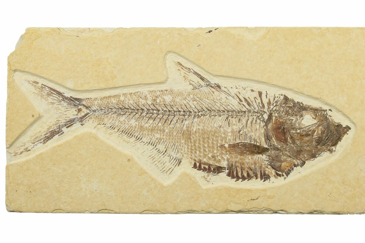 5.8" Fossil Fish (Diplomystus) - Wyoming (#240361) For Sale - FossilEra.com