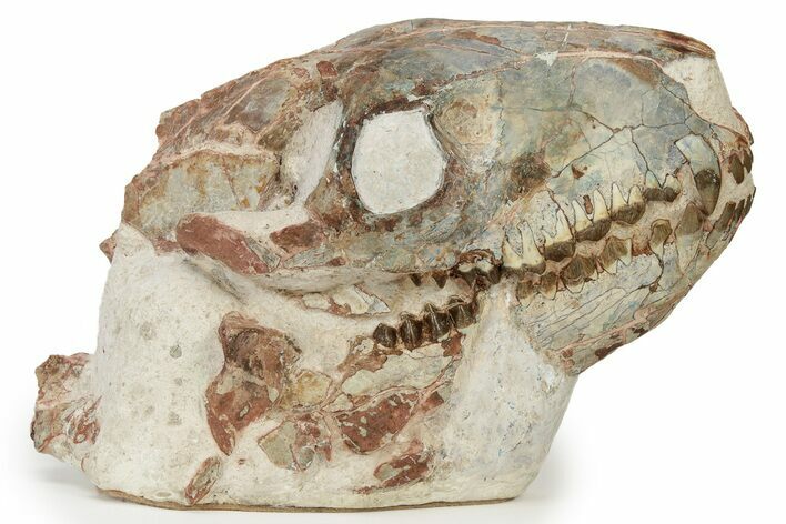 7.2" Fossil Oreodont (Merycoidodon) Skull with Puncture Wound (#240462 ...