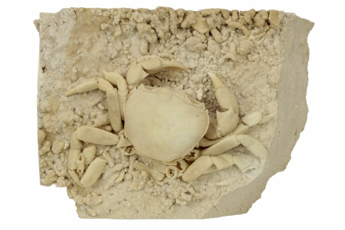 3.5" Fossil Crab (Potamon) Preserved in Travertine - Turkey (#240447 ...