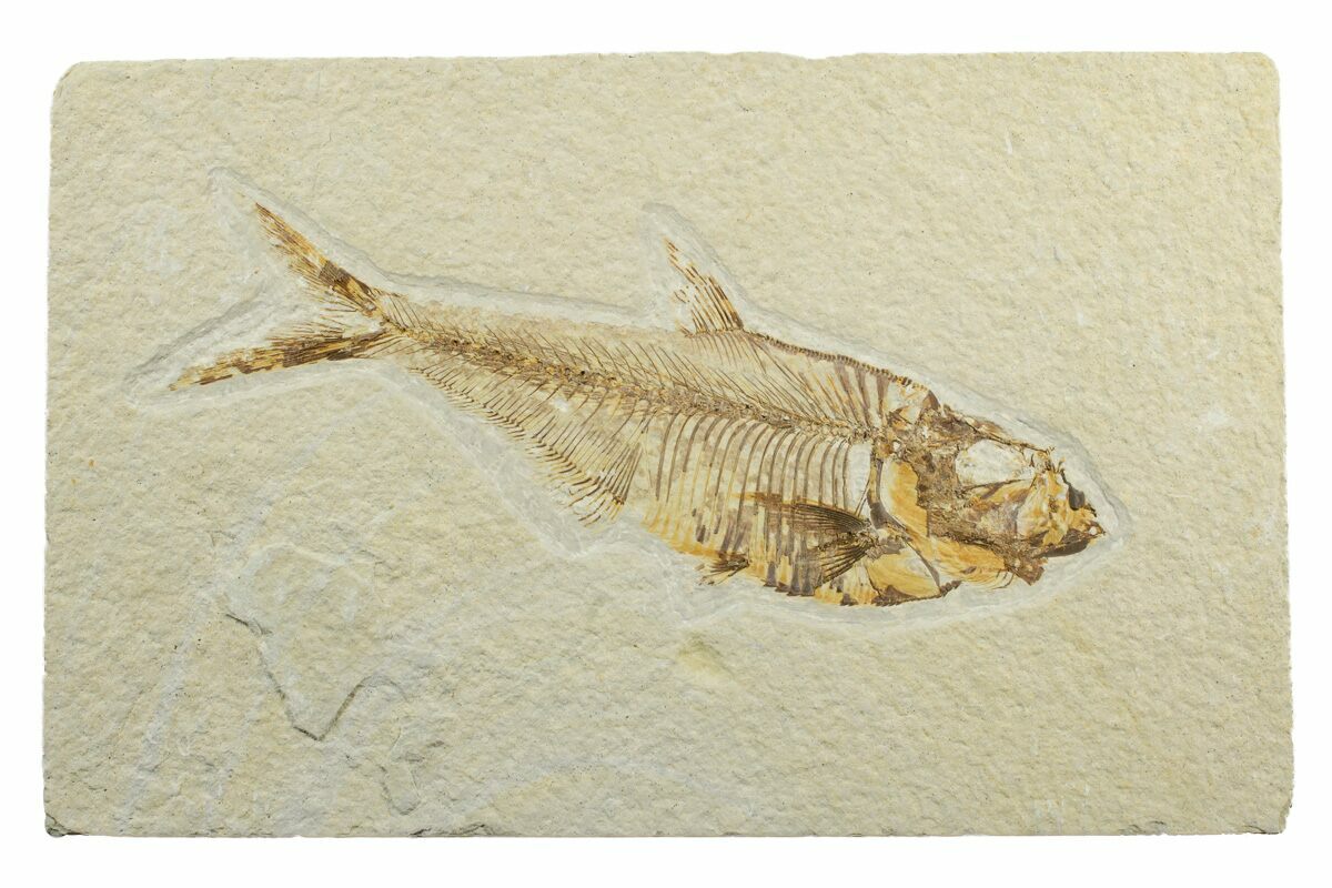 5.25" Fossil Fish (Diplomystus) - Wyoming (#240394) For Sale ...