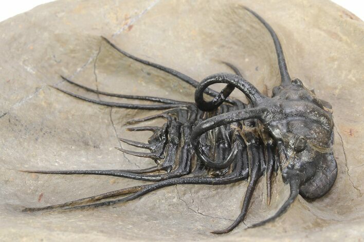 3.2" Bizarre Dicranurus Trilobite - Excellent Quality (#240532) For ...