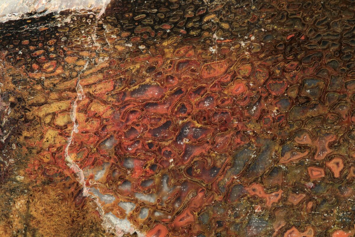 2.7" Polished Dinosaur Bone (Gembone) Section - Utah (#240582) For Sale ...