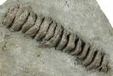 Archimedes Screw Bryozoan Fossils - Illinois (#240551) For Sale ...
