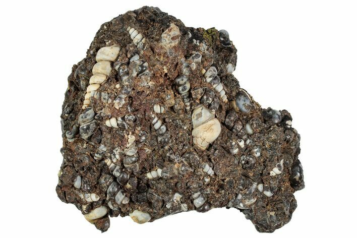 3.7" Fossil Freshwater Snails (Elimia) In Limestone - Wyoming (#240630 ...