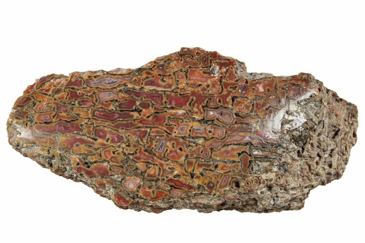 2.2" Polished Dinosaur Bone (Gembone) Section - Utah (#240708) For Sale ...