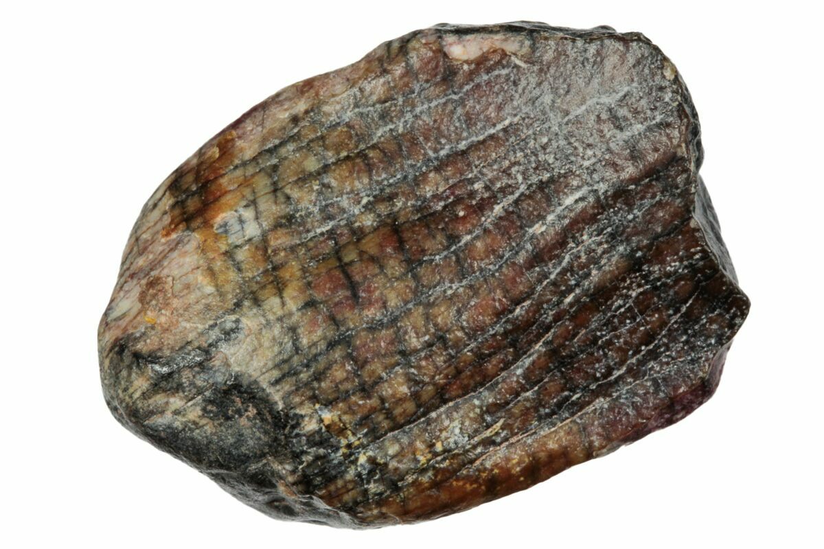 .89" Rare Sauropod (Jobaria) Partial Tooth - Niger (#241060) For Sale ...