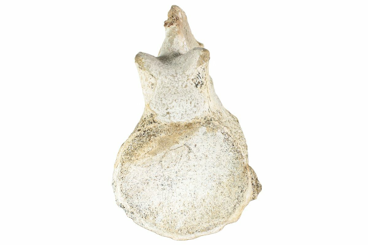 4" Fossil Plesiosaur (Thililua?) Vertebra - Asfla, Morocco (#240927 ...