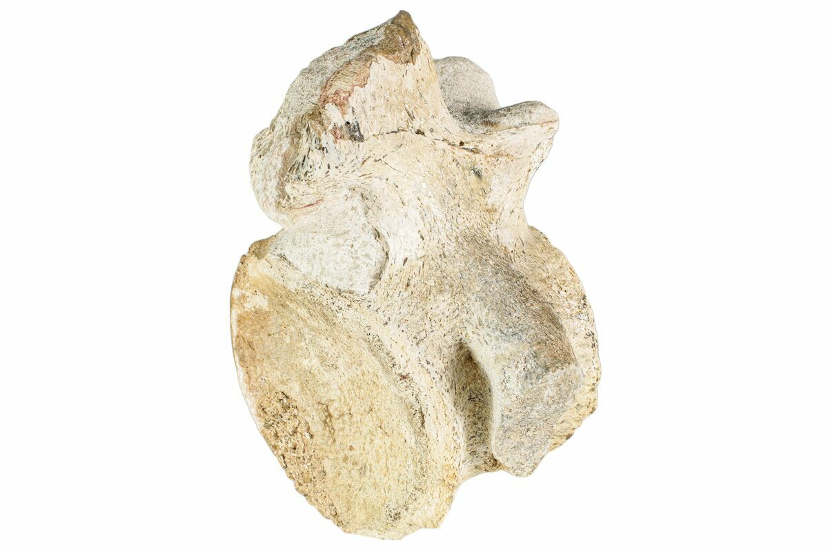 4" Fossil Cretaceous Plesiosaur Vertebra - Asfla, Morocco (#240930) For ...