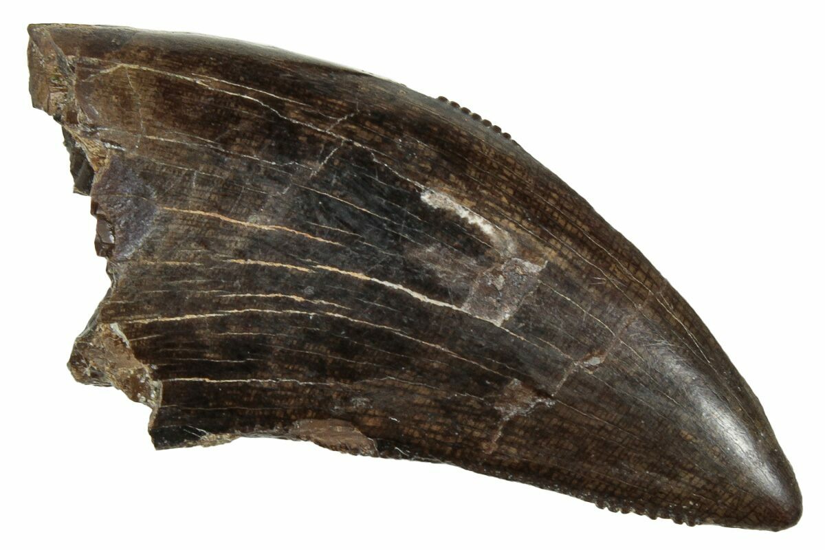 1.19" Serrated Tyrannosaur Tooth - Judith River Formation (#241234) For ...