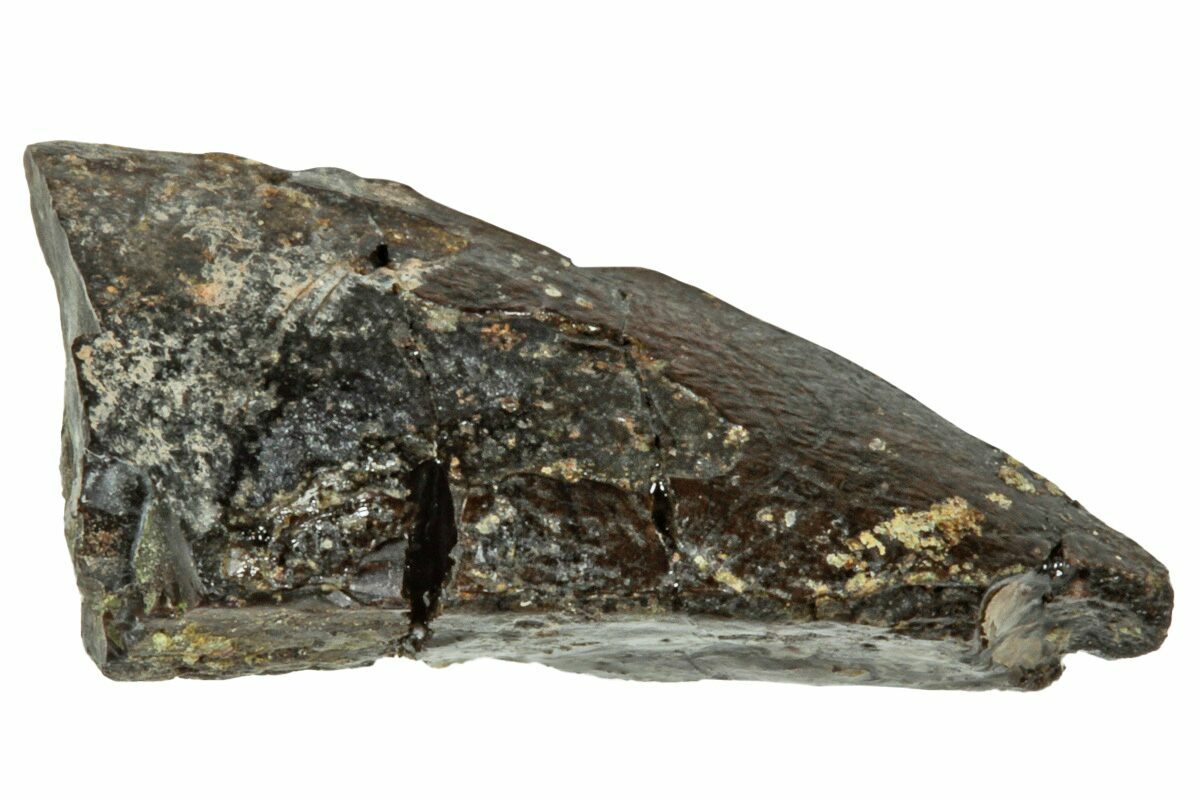 .8" Tyrannosaur Tooth Fragment - Two Medicine Formation (#241281) For ...