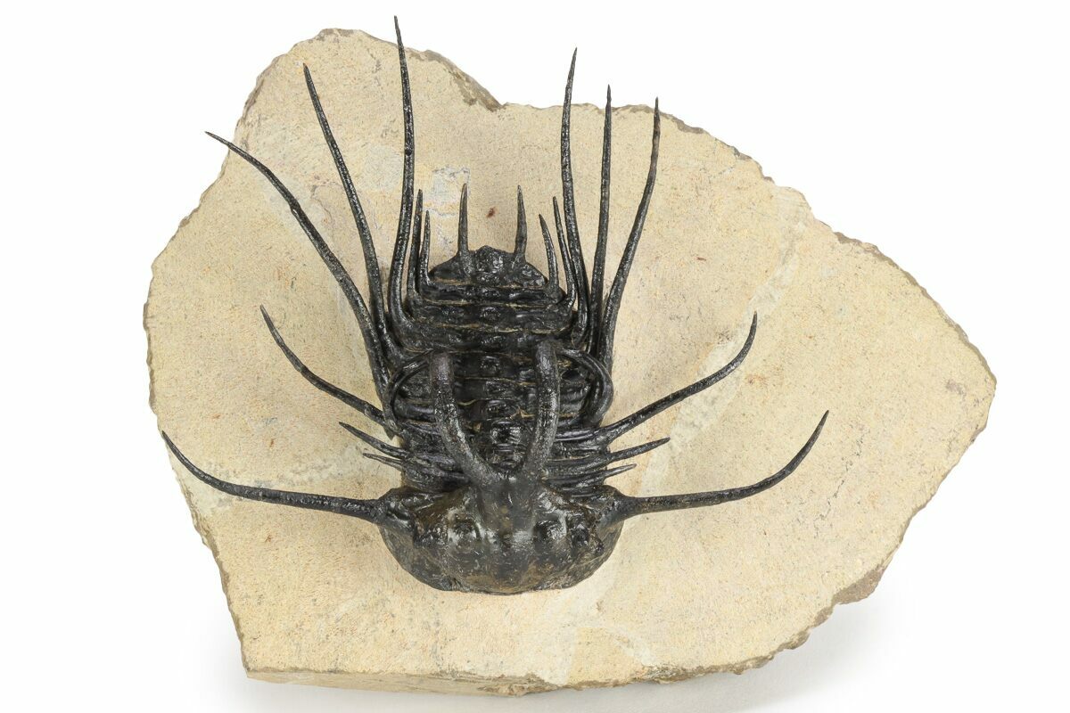 3.3" Bizarre Dicranurus Trilobite - Spectacular Preparation (#241203 ...