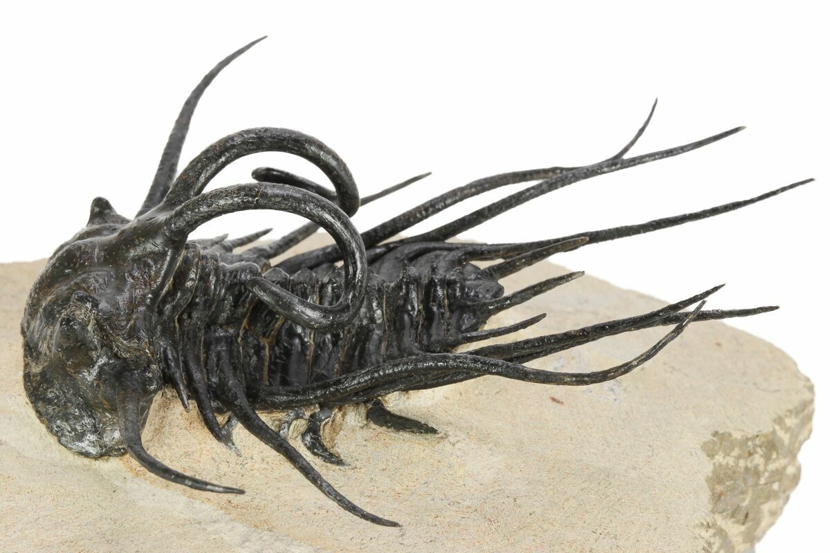 3.3" Bizarre Dicranurus Trilobite - Spectacular Preparation (#241203 ...