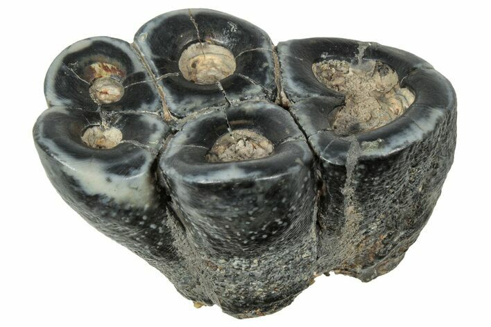 2.2" Fossil Desmostylus (Hippo-Like Animal) Molar - California (#241184 ...