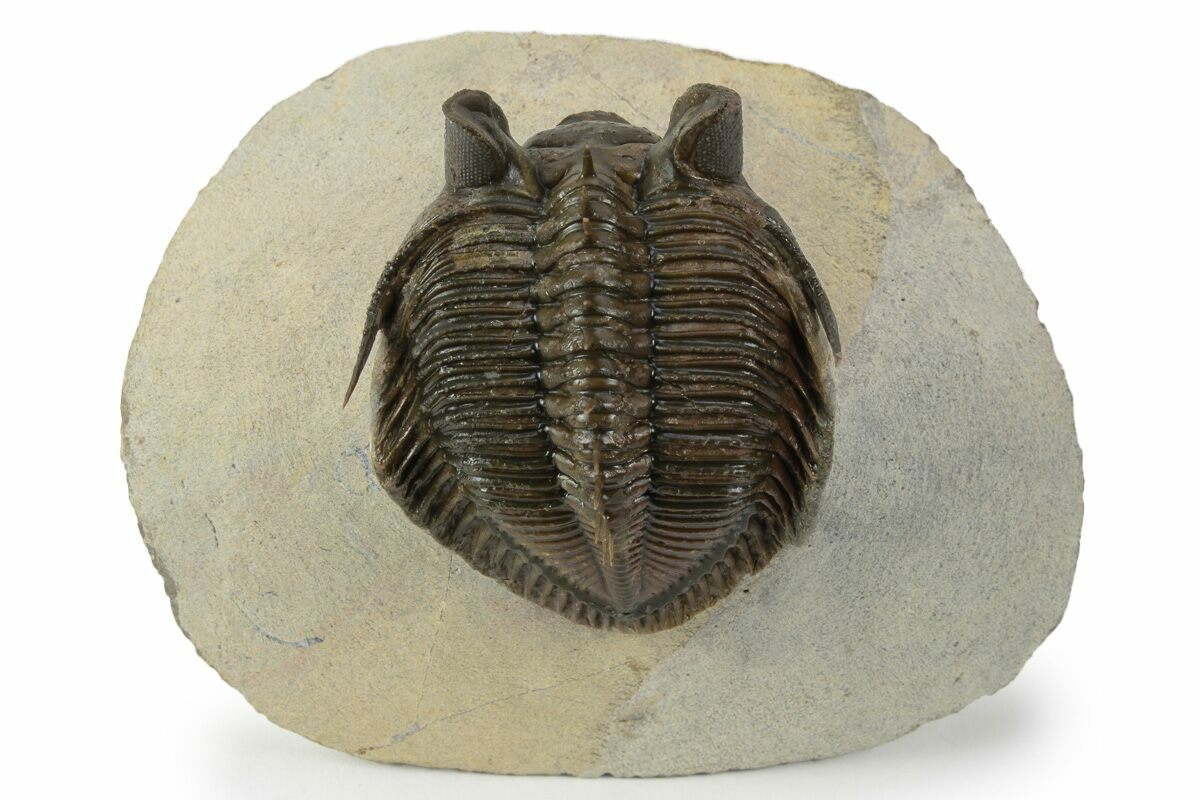 2.4" Amazing, Tower Eyed Erbenochile Trilobite - Morocco (#241439) For ...