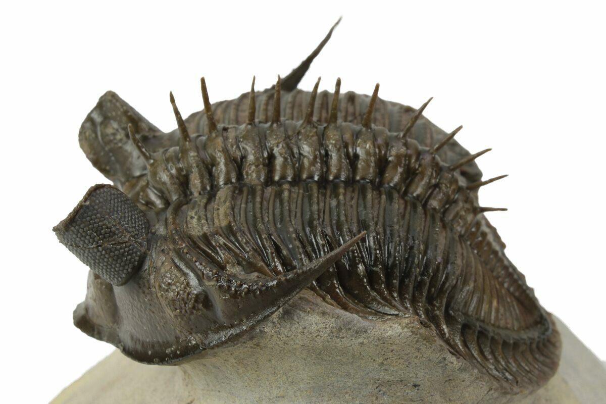 2.4" Amazing, Tower Eyed Erbenochile Trilobite - Morocco (#241439) For ...