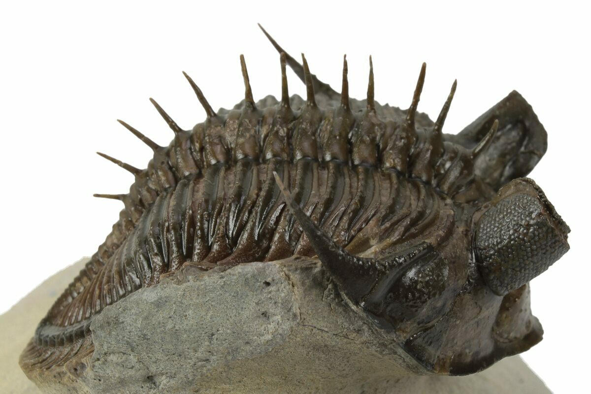 2.4" Amazing, Tower Eyed Erbenochile Trilobite - Morocco (#241439) For ...