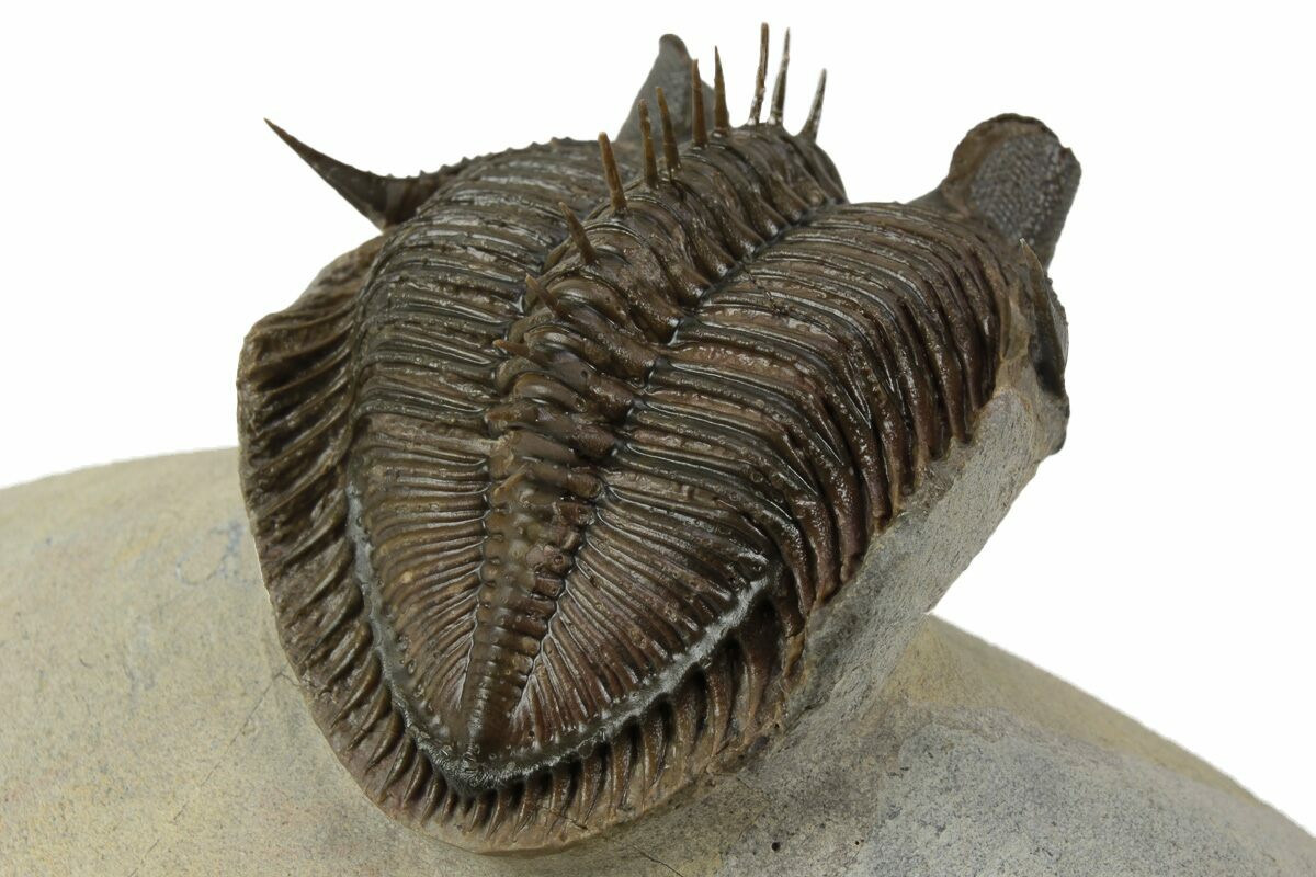 2.4" Amazing, Tower Eyed Erbenochile Trilobite - Morocco (#241439) For ...