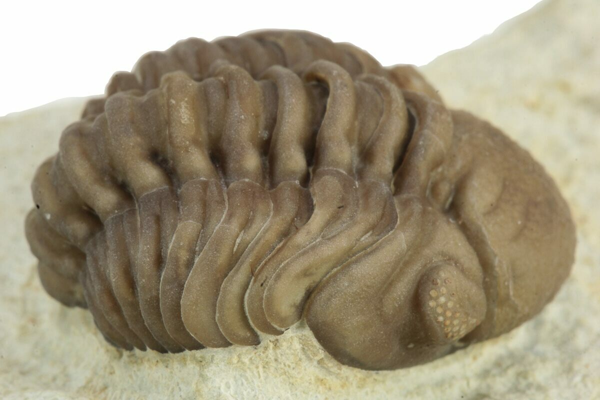 .8" Enrolled Paciphacops Trilobite - Black Cat Mountain, Oklahoma ...