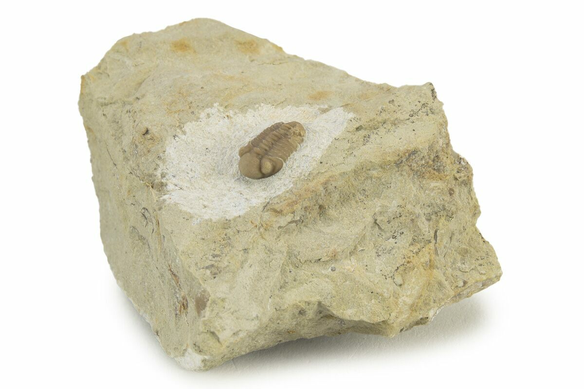 .4" Juvenile Paciphacops Trilobite - Black Cat Mountain, Oklahoma ...