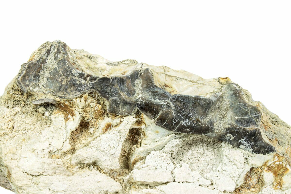 6.5" Titanothere (Megacerops) Jaw Section - South Dakota (#241474) For ...