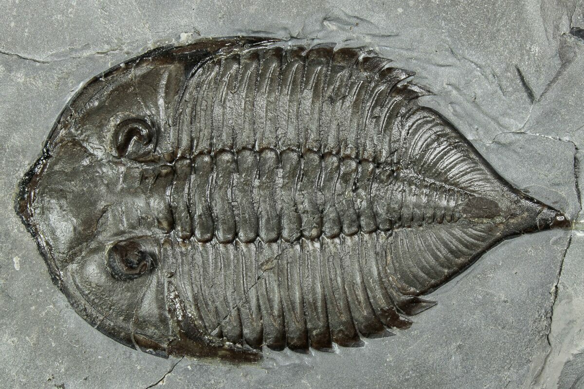 2.4" Dalmanites Trilobite Fossil - New York (#241925) For Sale ...