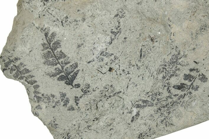 3.5" Jurassic Fossil Fern (Coniopteris) Plate - England (#242155) For ...