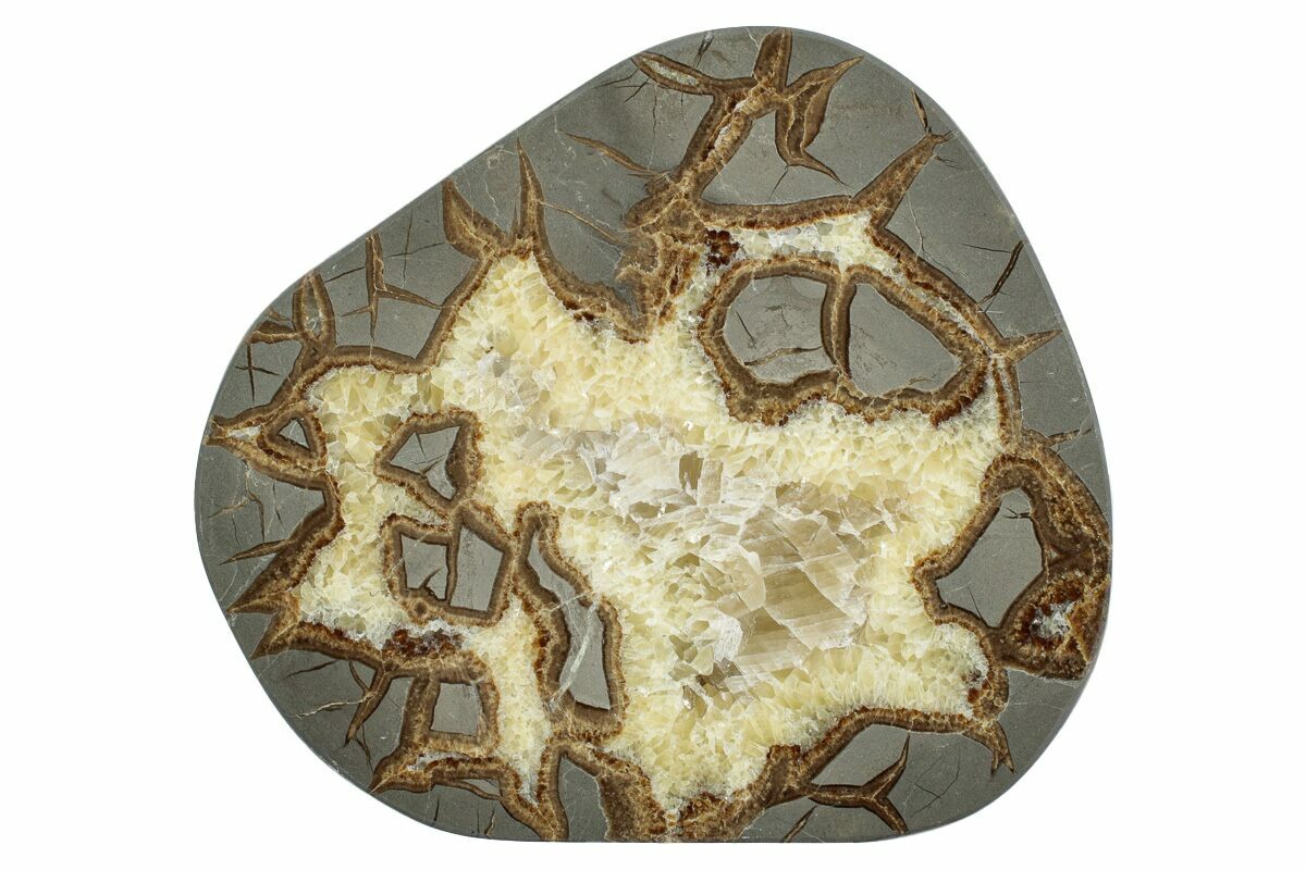 5.5" Polished Septarian Slab - Utah (#242177) For Sale - FossilEra.com