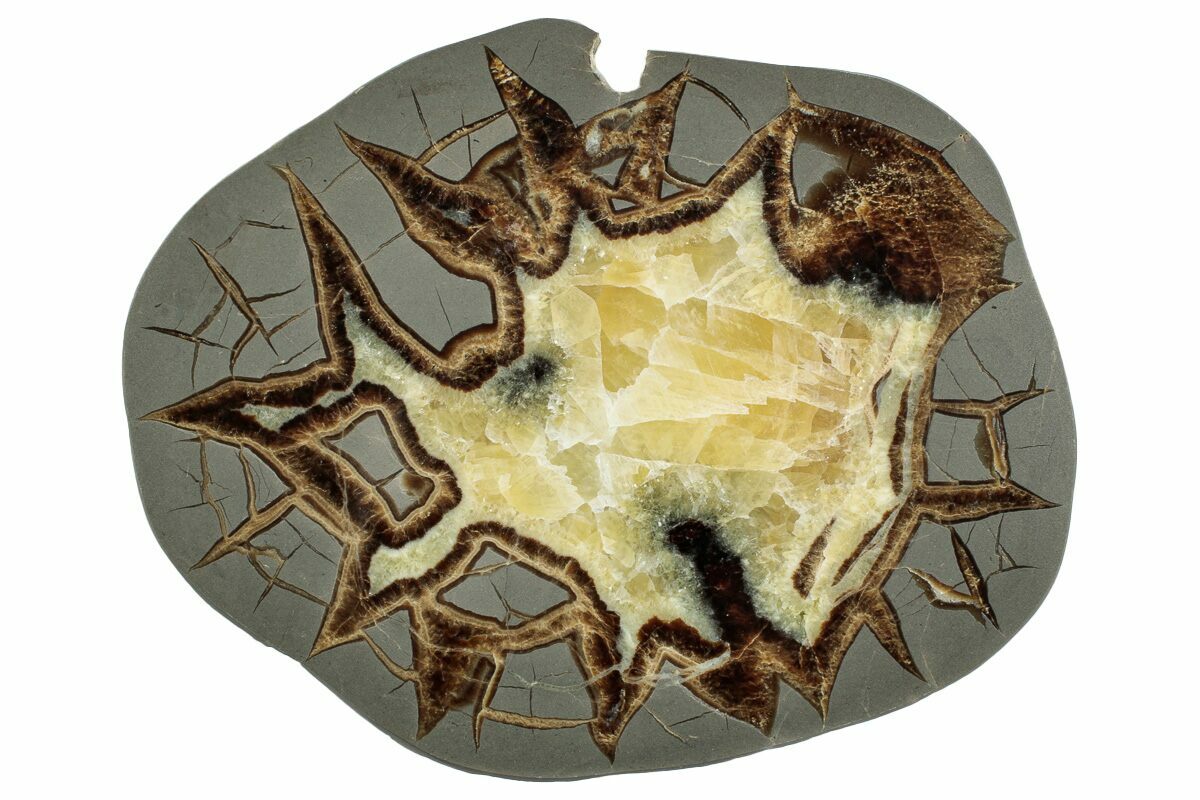 6.9" Polished Septarian Slab - Utah (#242172) For Sale - FossilEra.com