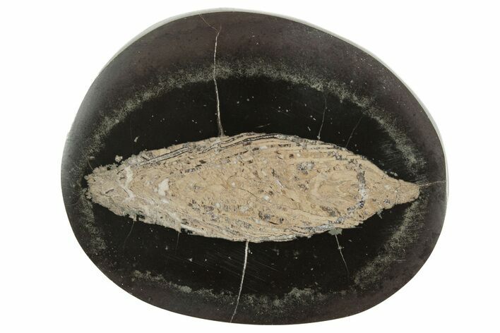 2.35" Polished Fish Coprolite (Fossil Poo) Nodule Half - Scotland ...