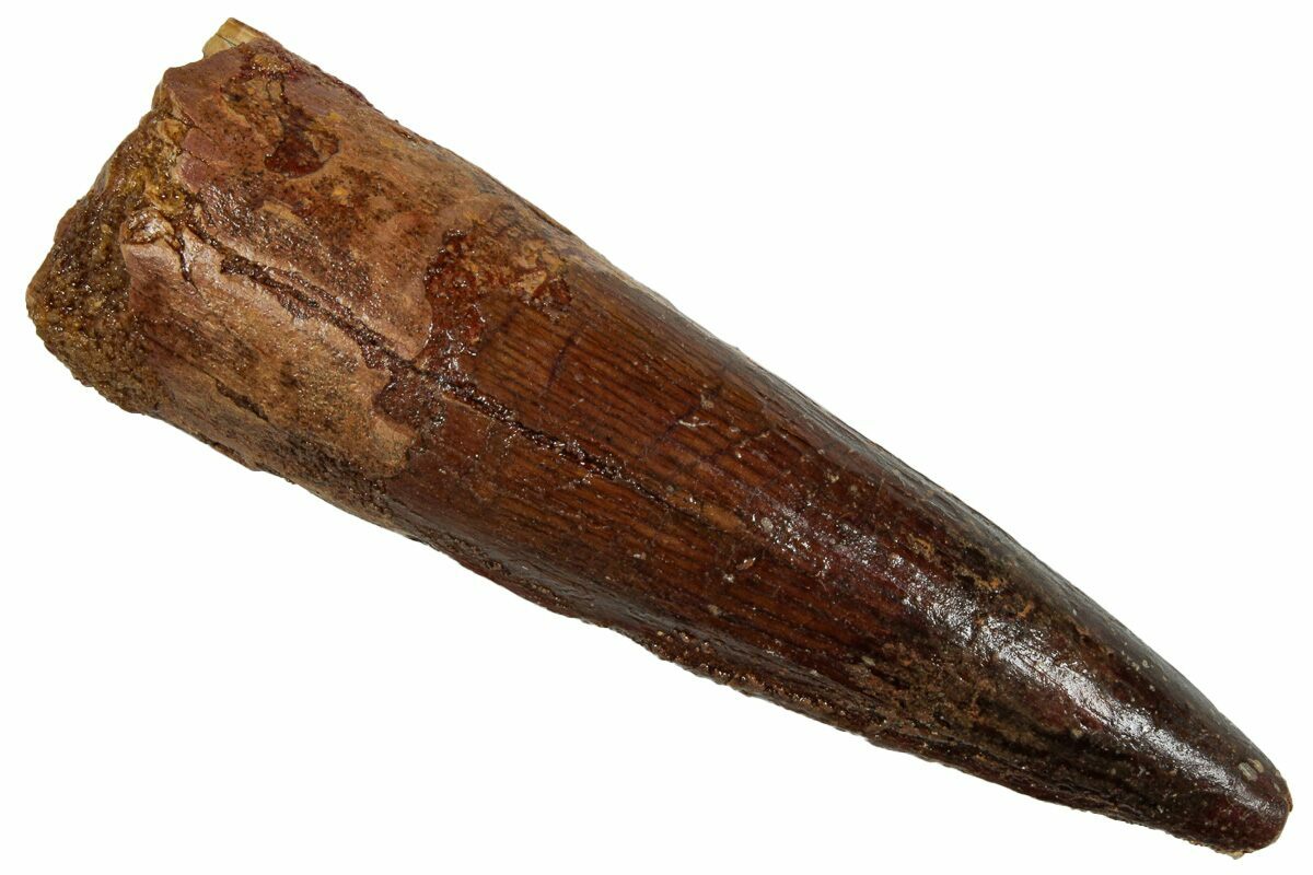 2.88" Fossil Spinosaurus Tooth - Real Dinosaur Tooth (#242212) For Sale ...