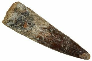 3.51" Fossil Spinosaurus Tooth - Real Dinosaur Tooth (#230573) For Sale ...