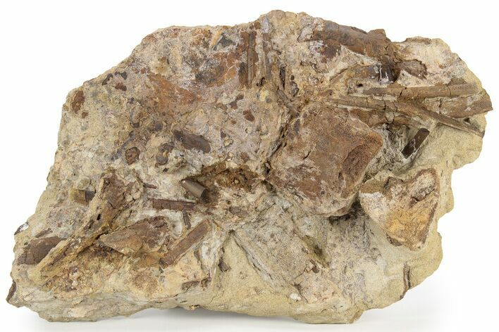 12" Dinosaur Vertebra and Tendons in Situ - Lance Formation, Wyoming ...