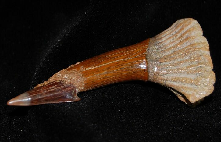 Bargain Onchopristis (Giant Sawfish) Rostral Barb/Tooth (#295) For Sale ...