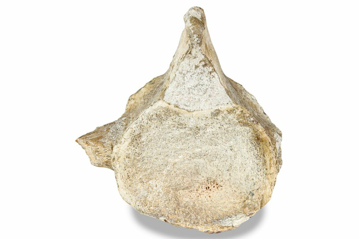 2.5" Fossil Plesiosaur (Thililua?) Vertebra - Asfla, Morocco (#240936 ...