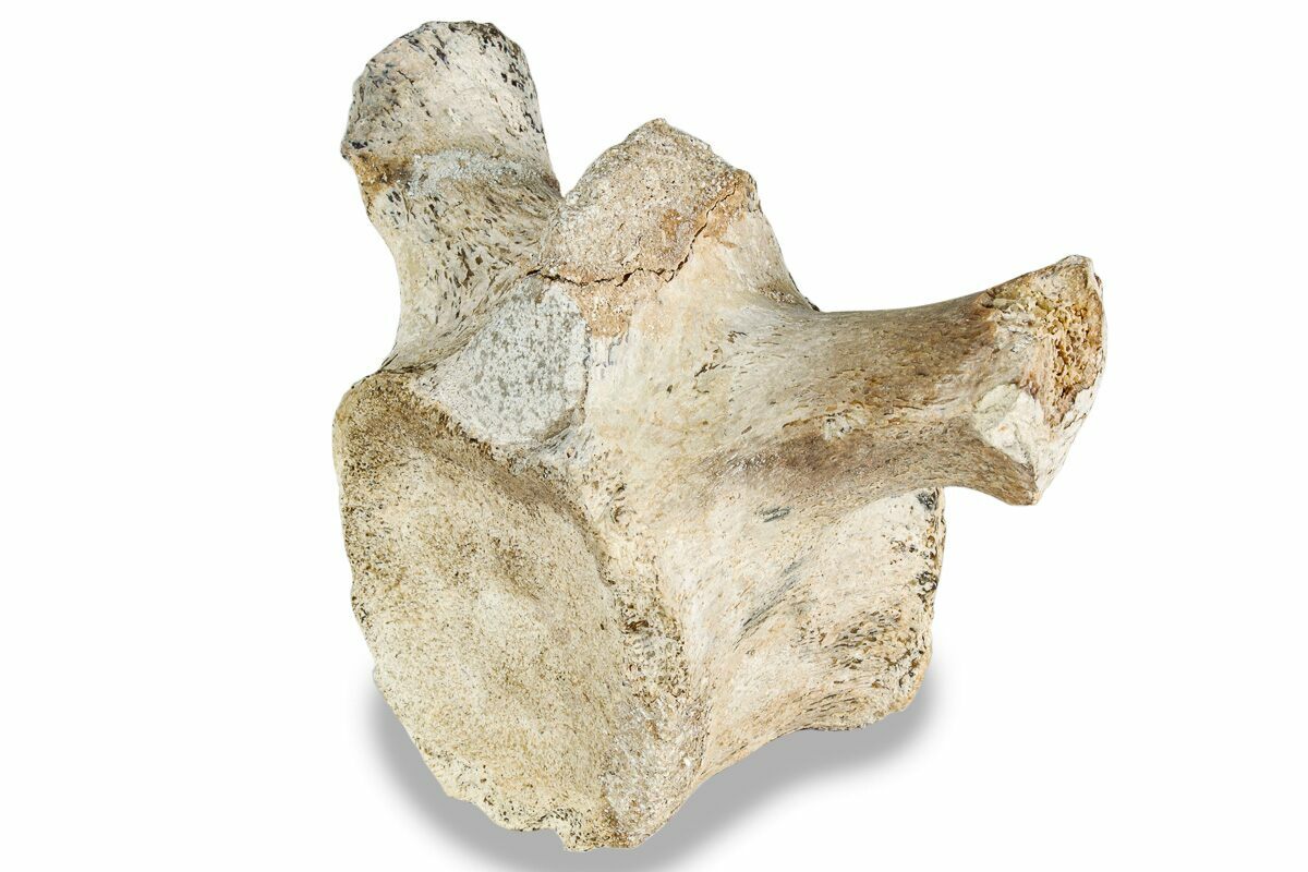 4.5" Fossil Plesiosaur (Thililua?) Vertebra - Asfla, Morocco (#240939 ...