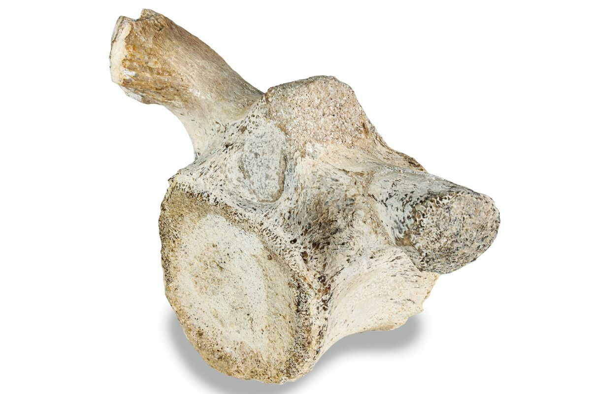 4.5" Fossil Plesiosaur (Thililua?) Vertebra - Asfla, Morocco (#240939 ...