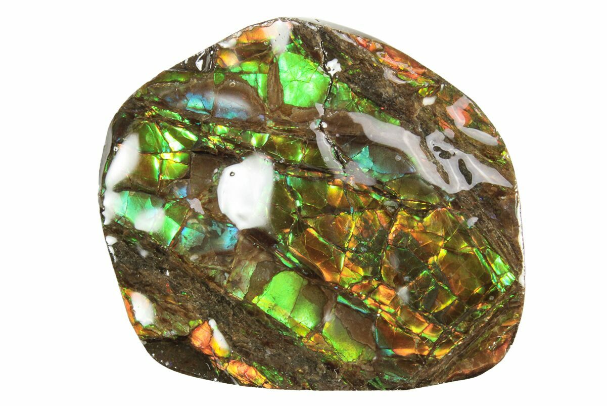 1.3" Iridescent Ammolite (Fossil Ammonite Shell) - Alberta (#242981 ...