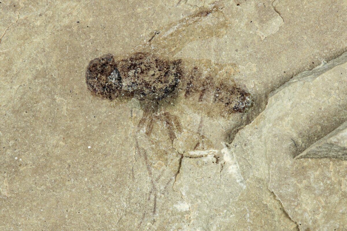 .3" Detailed Robber Fly Fossil - Green River Formation (#242718) For ...