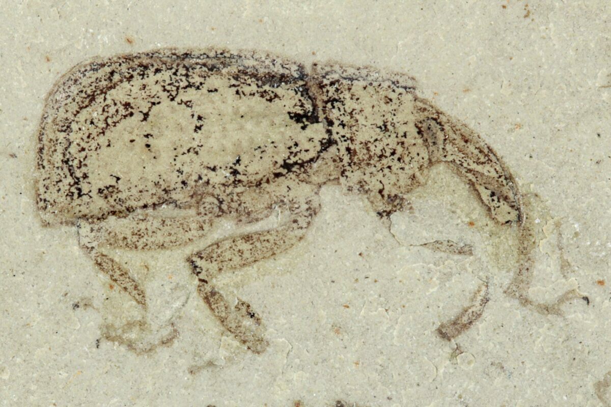 .45" Detailed Fossil Weevil (Snout Beetle) - Green River Formation ...